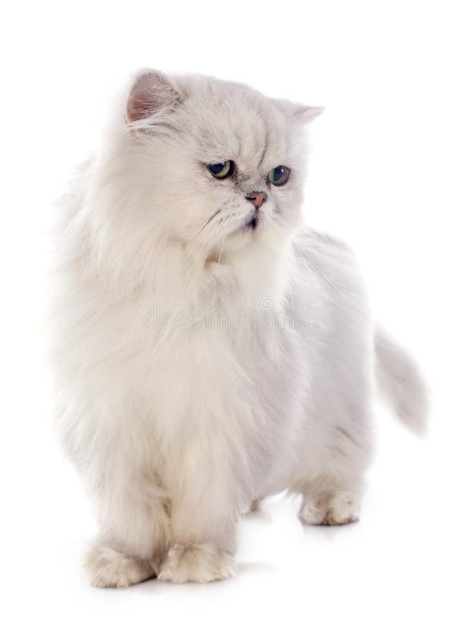 Vit perserkatt arkivfoto. Bild av katt, angus, perser - 35515586