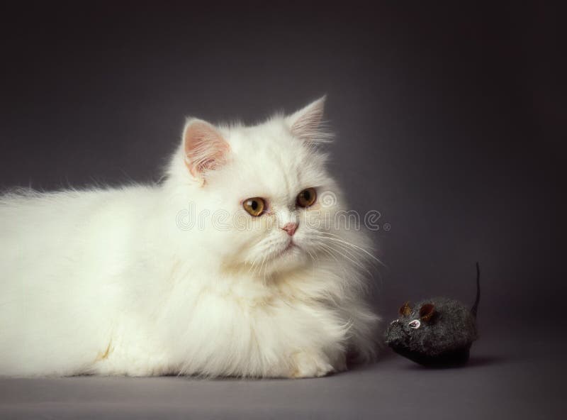 Vit persisk katt arkivfoto. Bild av päls, inställning - 32729164