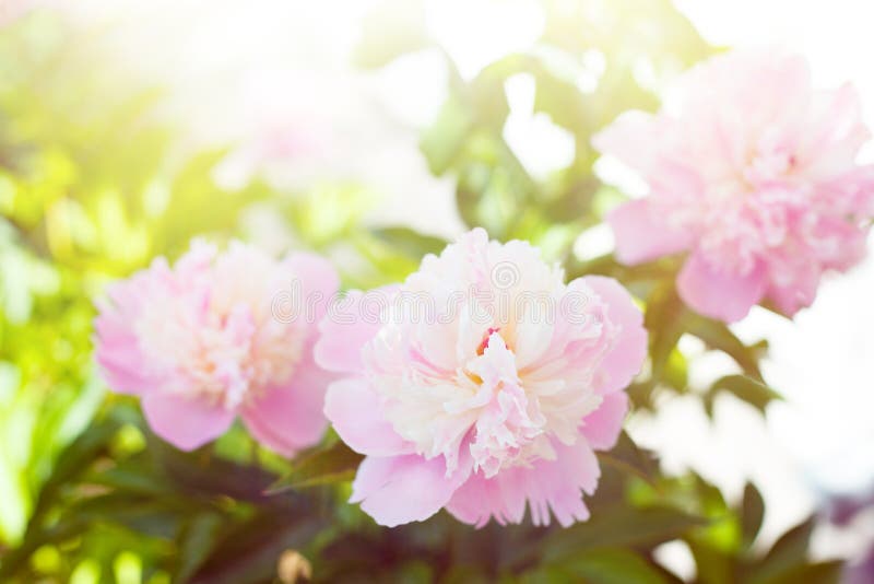 Vit pion arkivfoto. Bild av landskap, blomma, kultur - 43463164