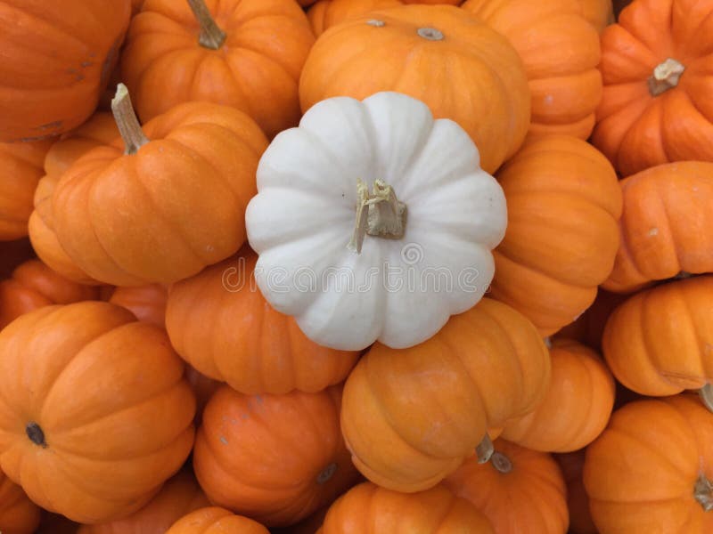 Abbywilcox - Photographer profile