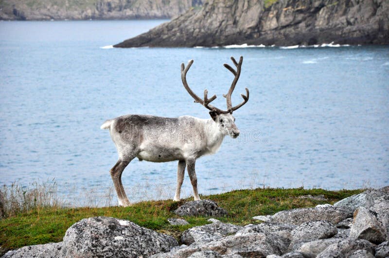 Vit Ren Som Går Till Och Med Skogen Under Den Polara Natten ...