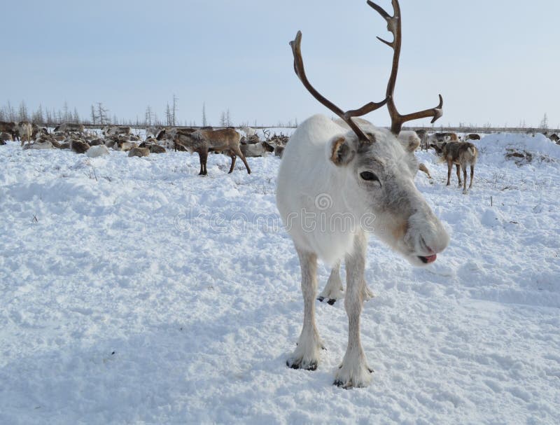Vit Ren På Bakgrunden Av Flocken Arkivfoto - Bild av jordbruk, karibou ...