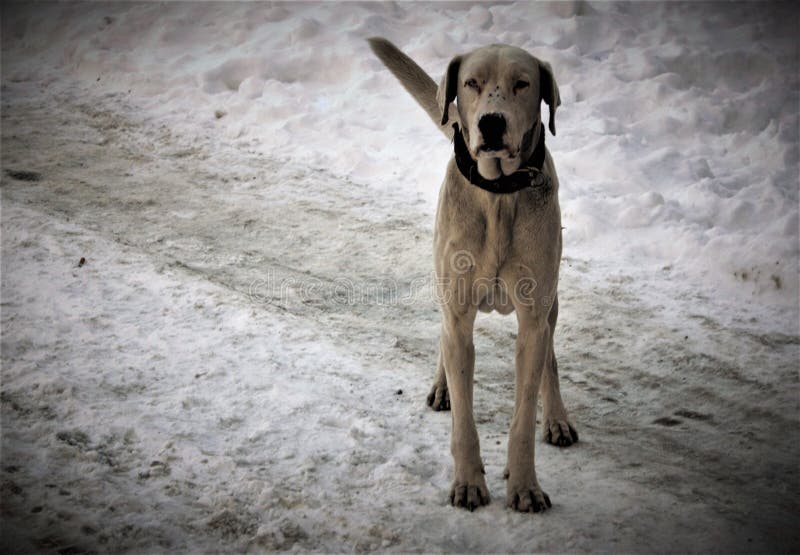 Vit stor hund arkivfoto. Bild av bowie, färg, olikt, husdjur - 86689022