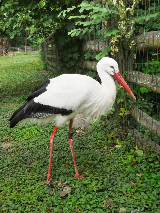 Vit stork fotografering för bildbyråer. Bild av vild - 66905833
