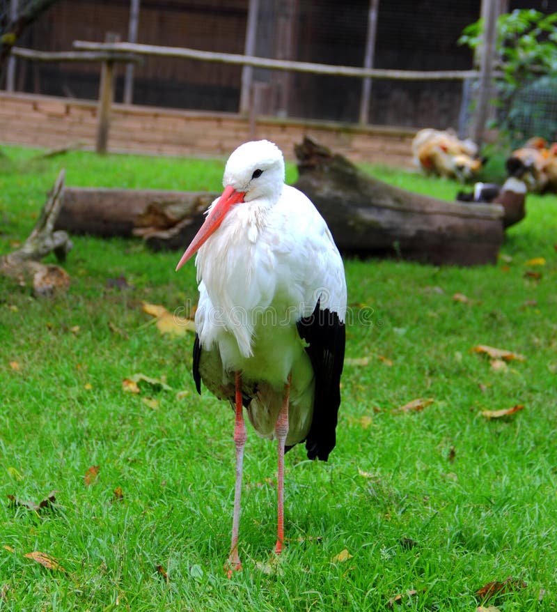 Vit stork arkivfoto. Bild av vingar, gräva, skjuta, svart - 63143980