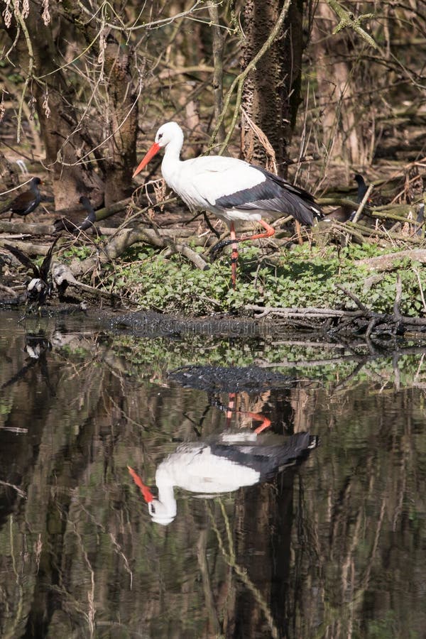 Vit stork fotografering för bildbyråer. Bild av fjädrar - 89193233