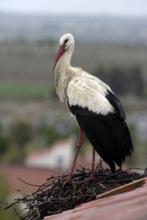 Vit stork, Ciconiaciconia arkivfoto. Bild av djurliv - 117208974