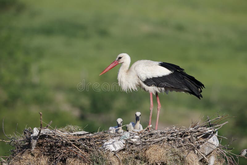 Vit storkhuvud arkivfoto. Bild av foto, huvud, detalj - 25918956