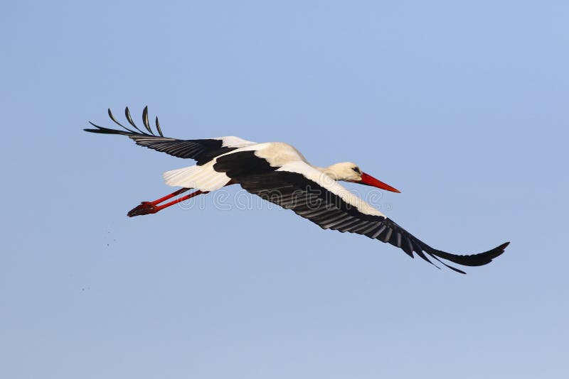 Vit Stork, Ciconiaciconia, På Sjön I Vår Stork Med Den öppna Vingen Vit ...
