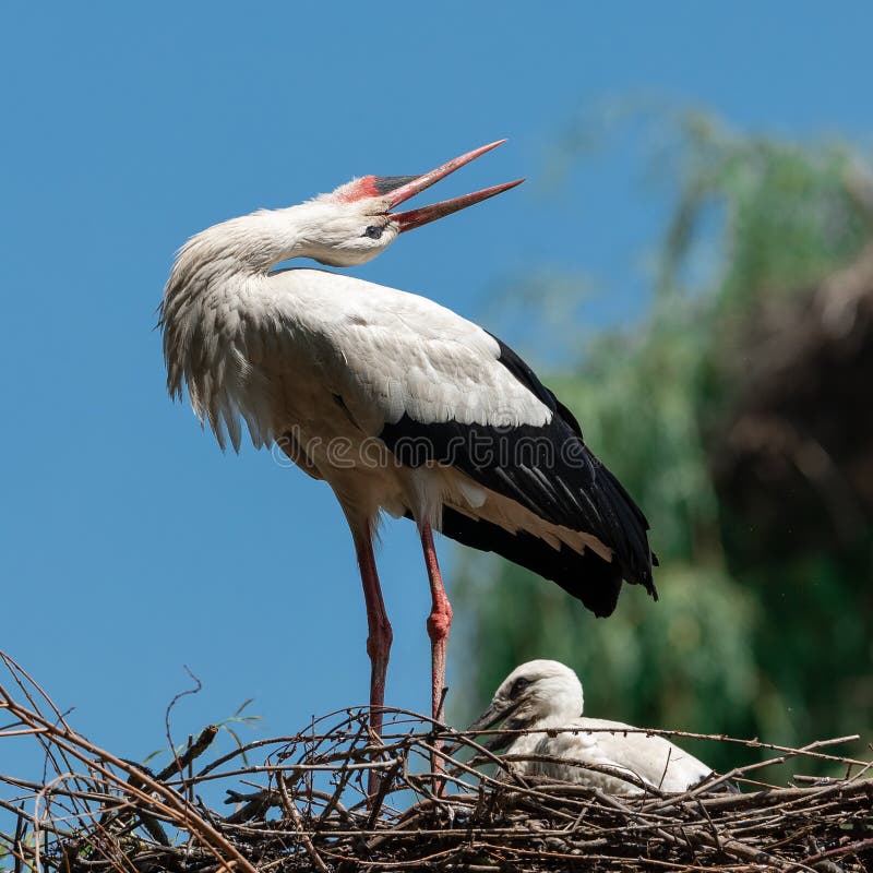 Vit Stork Bild. Bild: 85184774