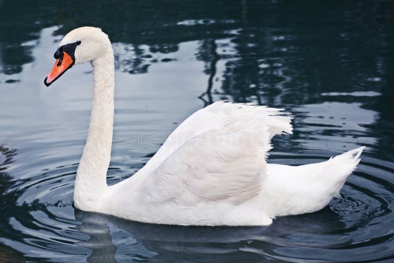 Vit Svan På Blått Sjövatten I Solig Dag, Svanar På Dammet Fotografering ...