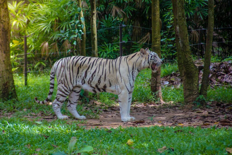 Vit tiger arkivfoto. Bild av anhydrous, benetton, skog - 123863902