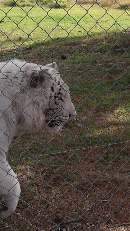 Vit tiger arkivfoto. Bild av reserv, vild, siberisk - 132314516