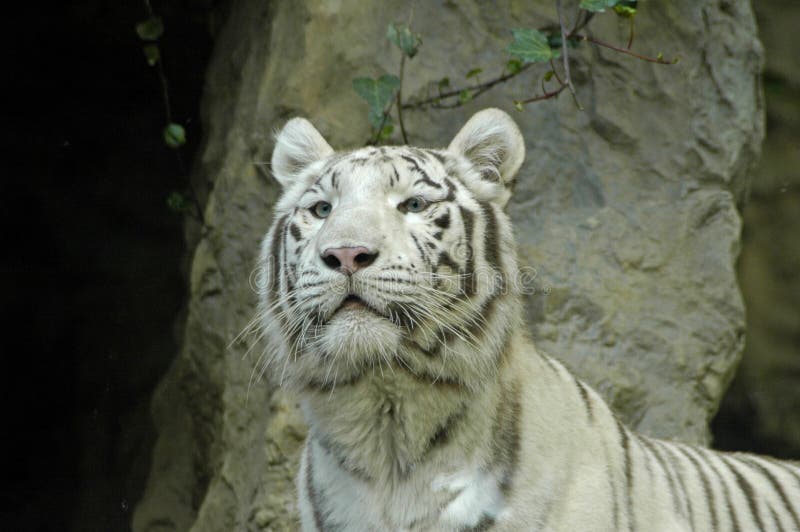 Vit tiger arkivfoto. Bild av jaguar, leopard, afrikansk - 32288364