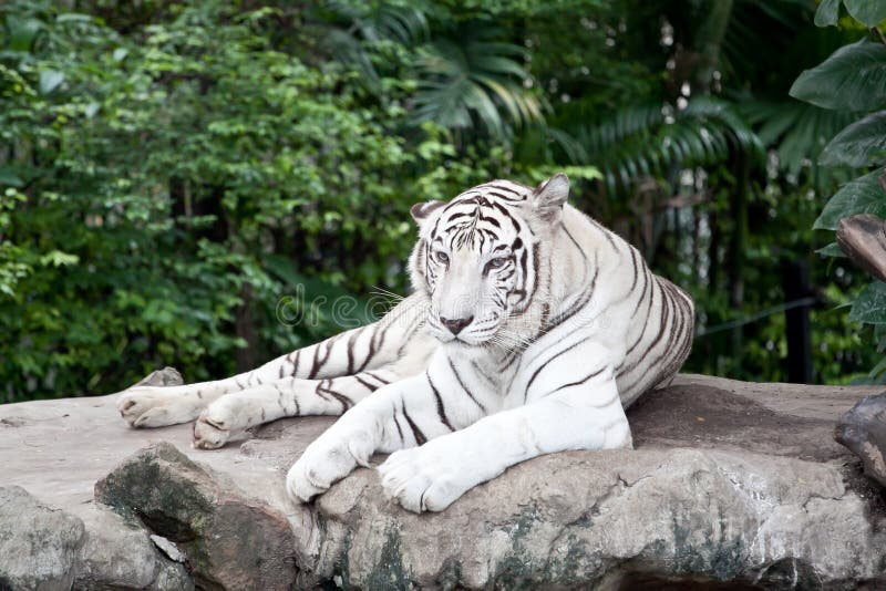 Vit Tiger På Den Singapore Zoo Fotografering för Bildbyråer - Bild av ...