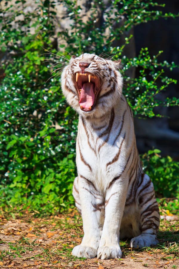 Vit tiger arkivfoto. Bild av djungel, fritt, bifokal - 33378280