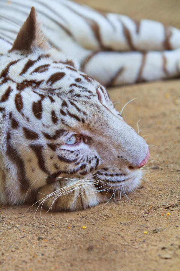 Vit tiger arkivfoto. Bild av djungel, fritt, bifokal - 33378280
