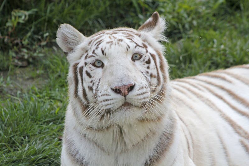 Vit tiger arkivfoto. Bild av jaguar, leopard, afrikansk - 32288364