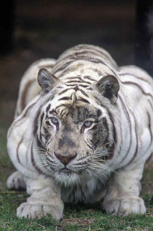 Vit tiger fotografering för bildbyråer. Bild av fara - 33827751