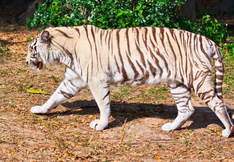 Vit tiger arkivfoto. Bild av djungel, fritt, bifokal - 33378280