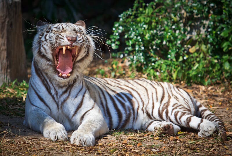 Vit tiger arkivfoto. Bild av djungel, fritt, bifokal - 33378280