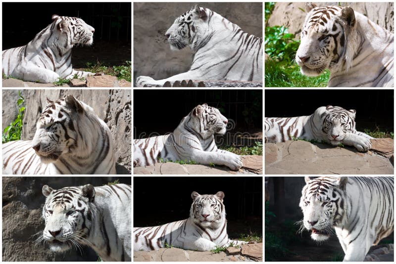 Vit tiger arkivfoto. Bild av päls, tiger, band, djurliv - 36141778