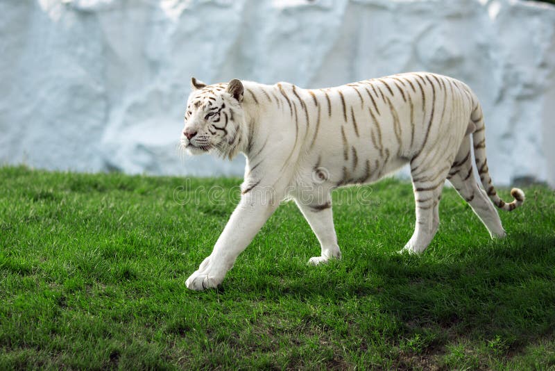 Vit tiger arkivfoto. Bild av benetton, tiger, gräs, natur - 37028596