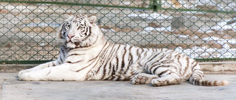 Vit tiger arkivfoto. Bild av prestation, tiger, skydd - 37726858