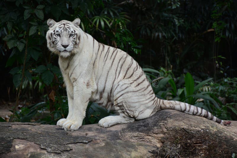 Vit Tiger I Den Singapore Zooen Fotografering för Bildbyråer - Bild av ...