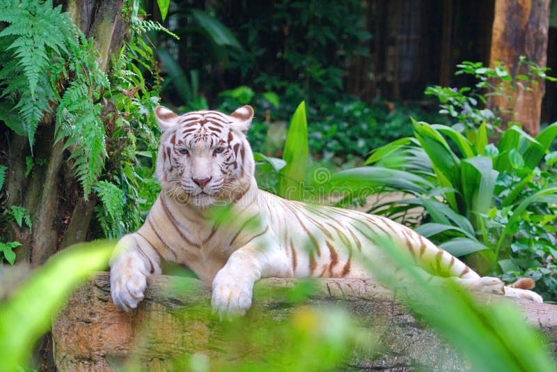 Vit tiger arkivfoto. Bild av katt, dekorativt, vitt, sight - 48391700