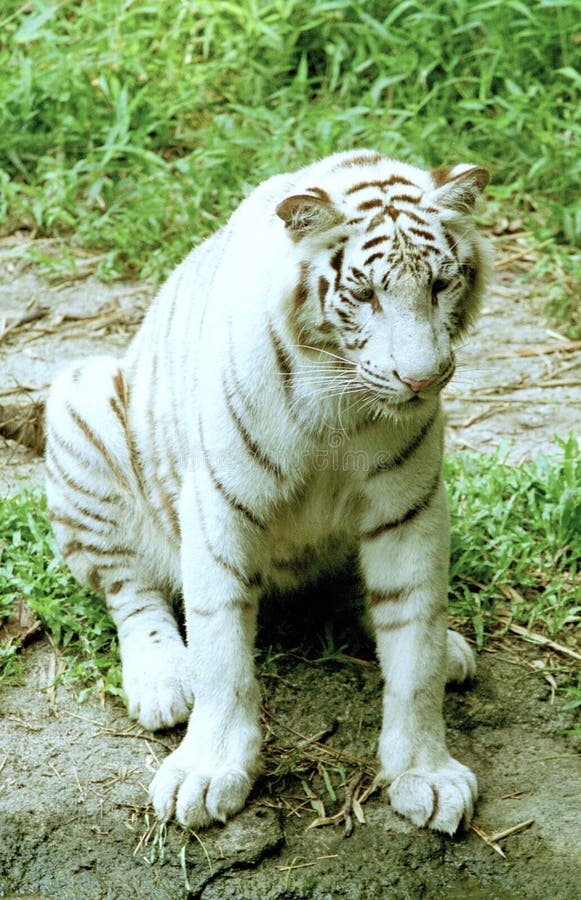 Vit tiger arkivfoto. Bild av djungel, rovdjur, katt, vildkatt - 52775426