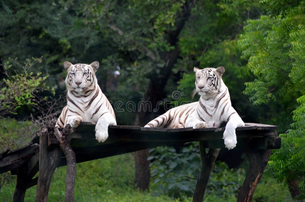 Vit tiger arkivfoto. Bild av farligt, angus, jakt, djungel - 49517228