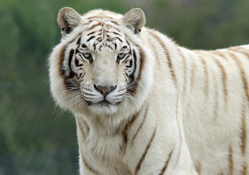 Vit tiger fotografering för bildbyråer. Bild av framsida - 54419645