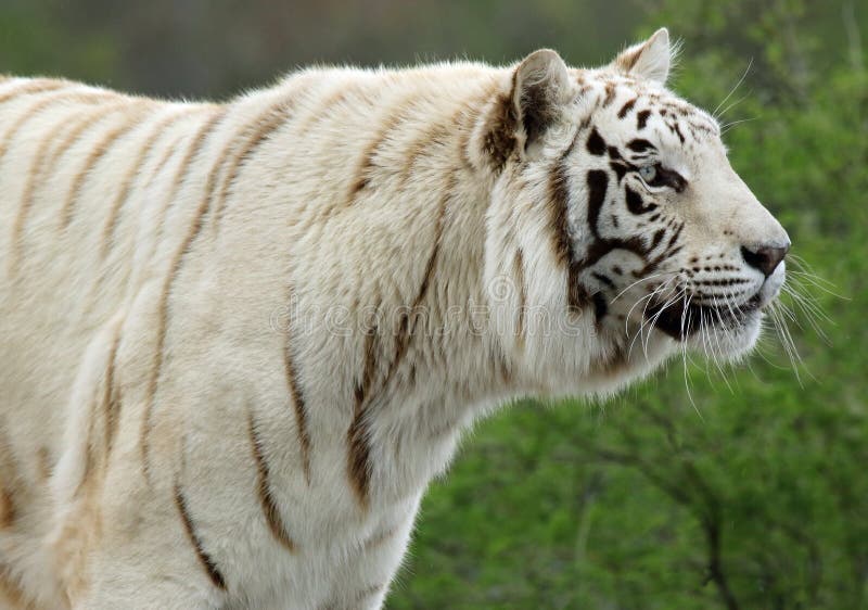 Vit tiger arkivfoto. Bild av vitt, asiatisk, tiger, raseri - 54417710