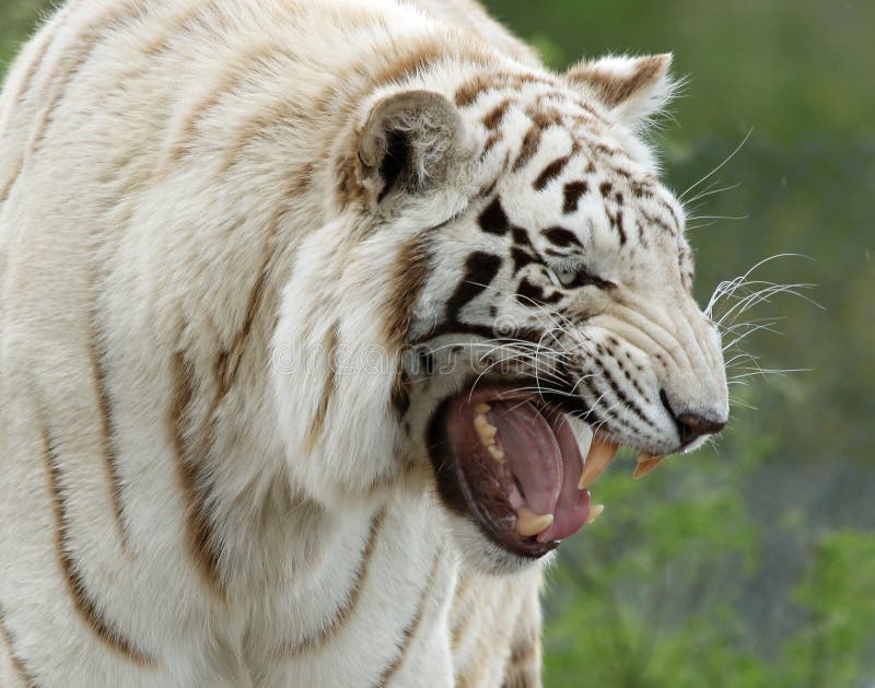 Vit tiger fotografering för bildbyråer. Bild av framsida - 54419645