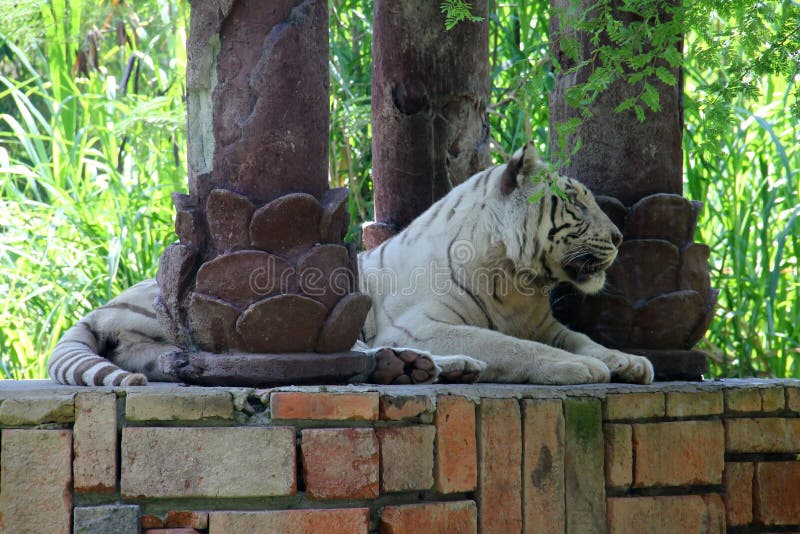 Vit tiger arkivfoto. Bild av sittande, köttätare, grön - 57288044