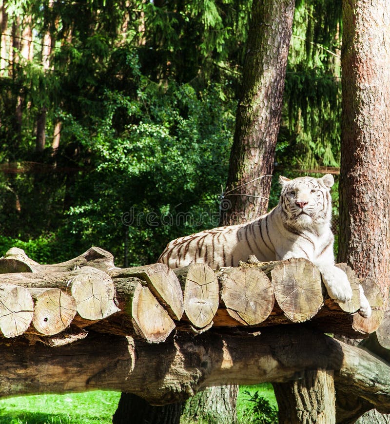 Vit tiger arkivfoto. Bild av äng, exotiskt, natur, buske - 57554792