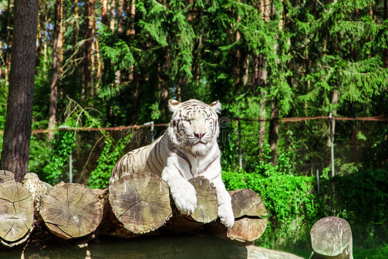 Vit tiger arkivfoto. Bild av äventyr, afrikansk, svart - 57555130