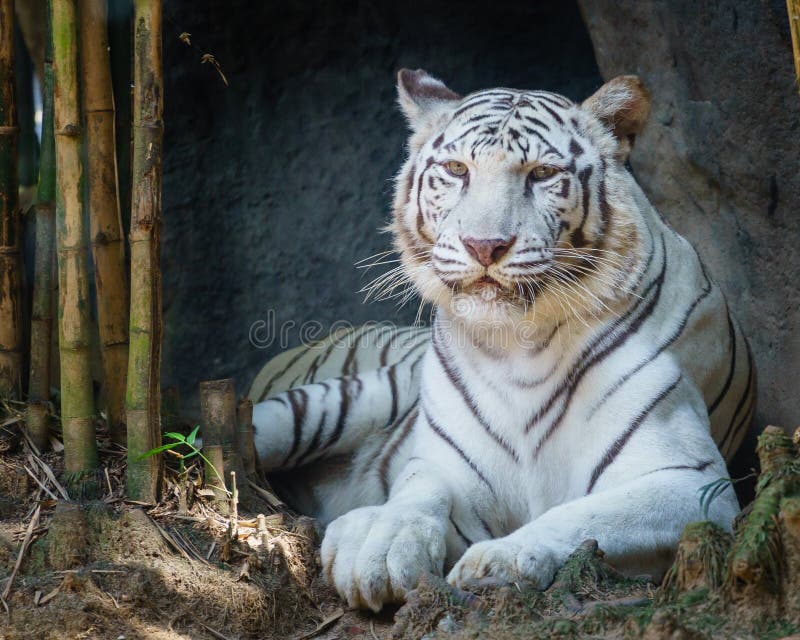 Vit tiger fotografering för bildbyråer. Bild av däggdjur - 68325573