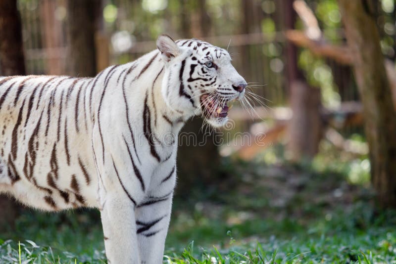 Vit tiger arkivfoto. Bild av sten, bifokal, jakt, angus - 73990362