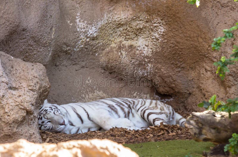 Vit tiger arkivfoto. Bild av albino, jakt, aggressoren - 98280648