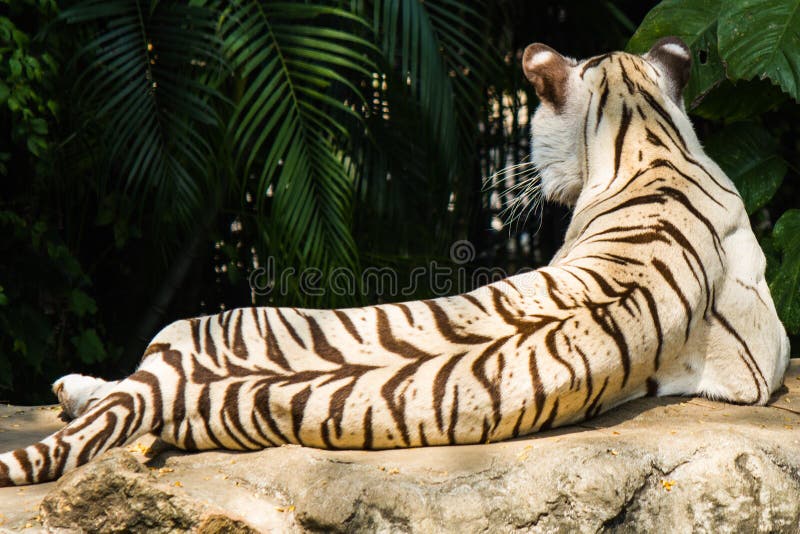 Vit tiger i bangkok fotografering för bildbyråer. Bild av stort - 39578297