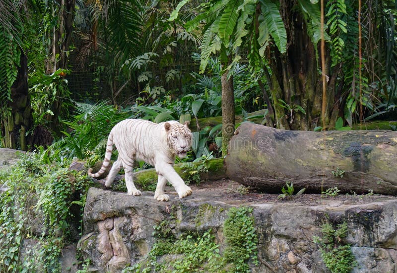 Vit Tiger I Den Singapore Zooen Fotografering för Bildbyråer - Bild av ...