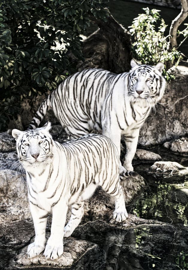 Vit Tiger I En Zoo Av Spanien Arkivfoto - Bild av köttätare, parkera ...