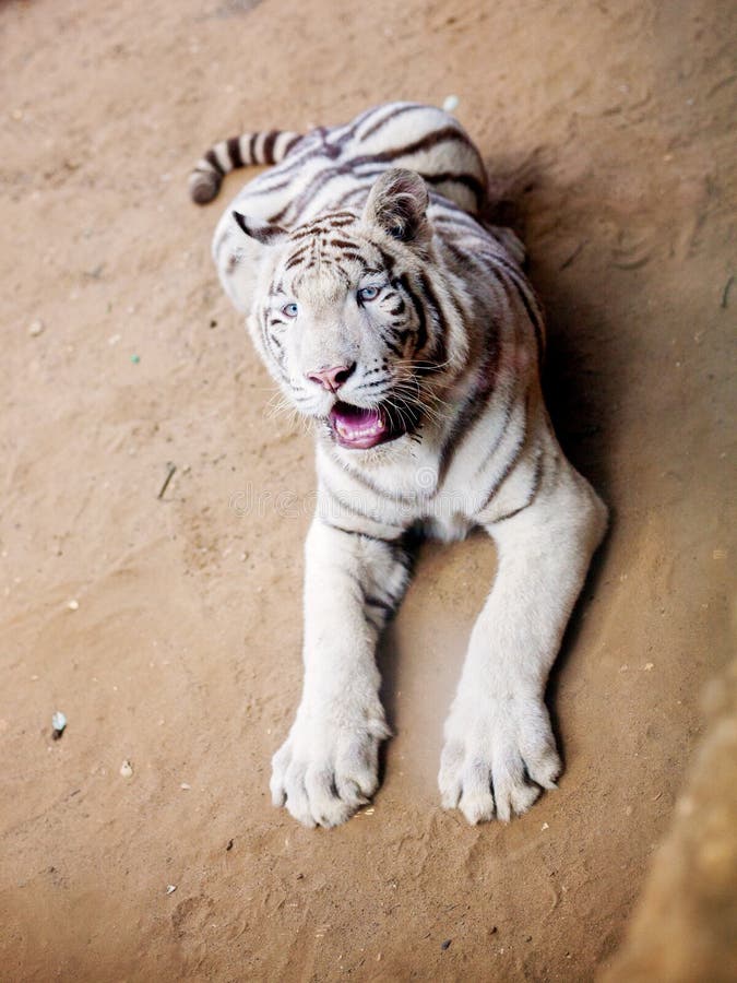 Vit Tiger I En Zoo Av Spanien Arkivfoto - Bild av askfat, aggressoren ...