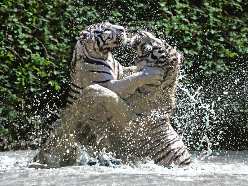 Vit Tiger, Panthera Tigris, Kamp I Vatten Fotografering för Bildbyråer ...
