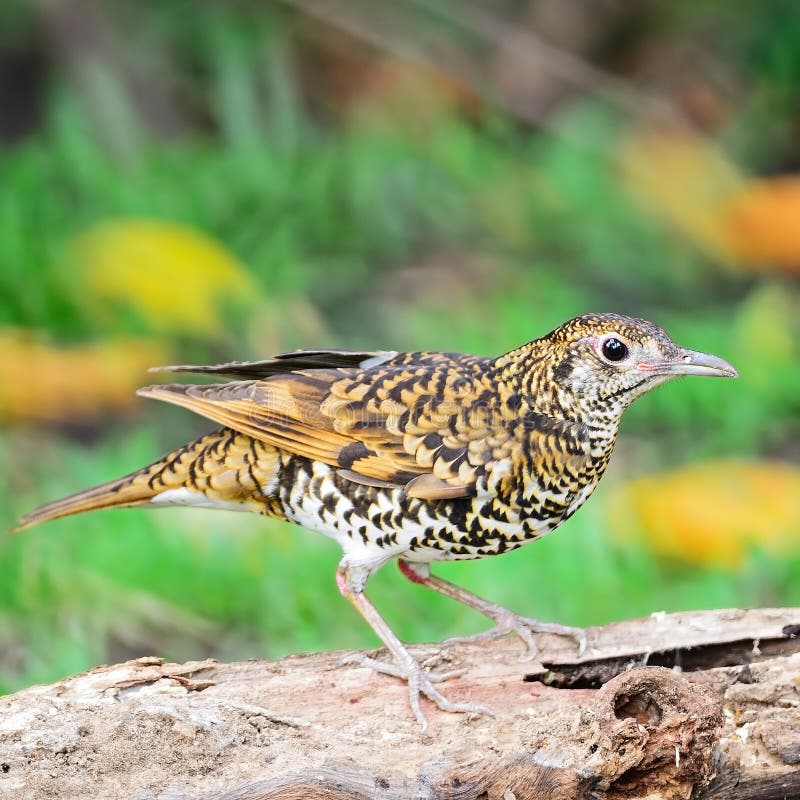 Vit trast arkivfoto. Bild av vild, tropiskt, fräckt, svart - 39961786