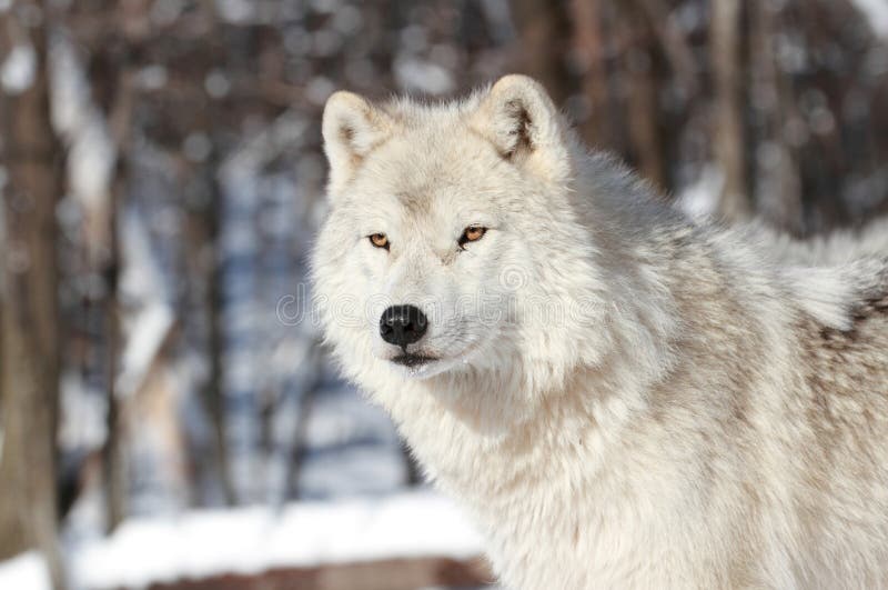 Vit Arktisk Varg Foton - Download 148 Royalty Free Photos