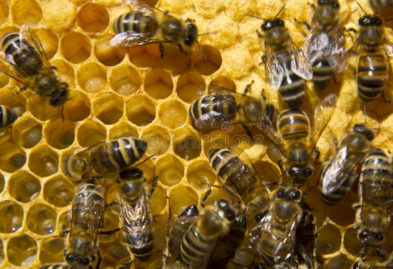Vita Degli Api. Riproduzione Degli Api. Immagine Stock - Immagine di ...