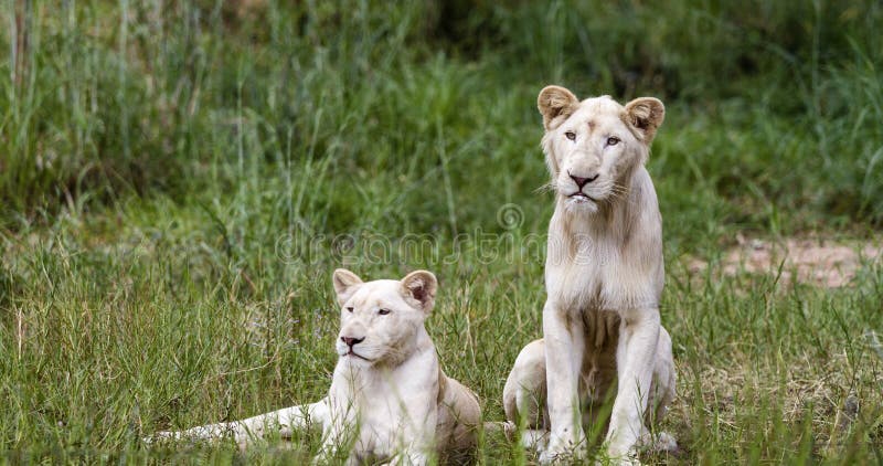 Vita lejon arkivfoto. Bild av afrika, kropp, framsida - 35767960